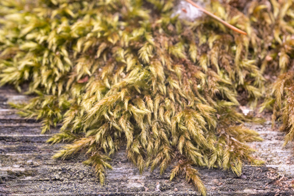 Cypress-leaved Plait-moss from Outerbridge Park on June 26, 2022 at 05: ...