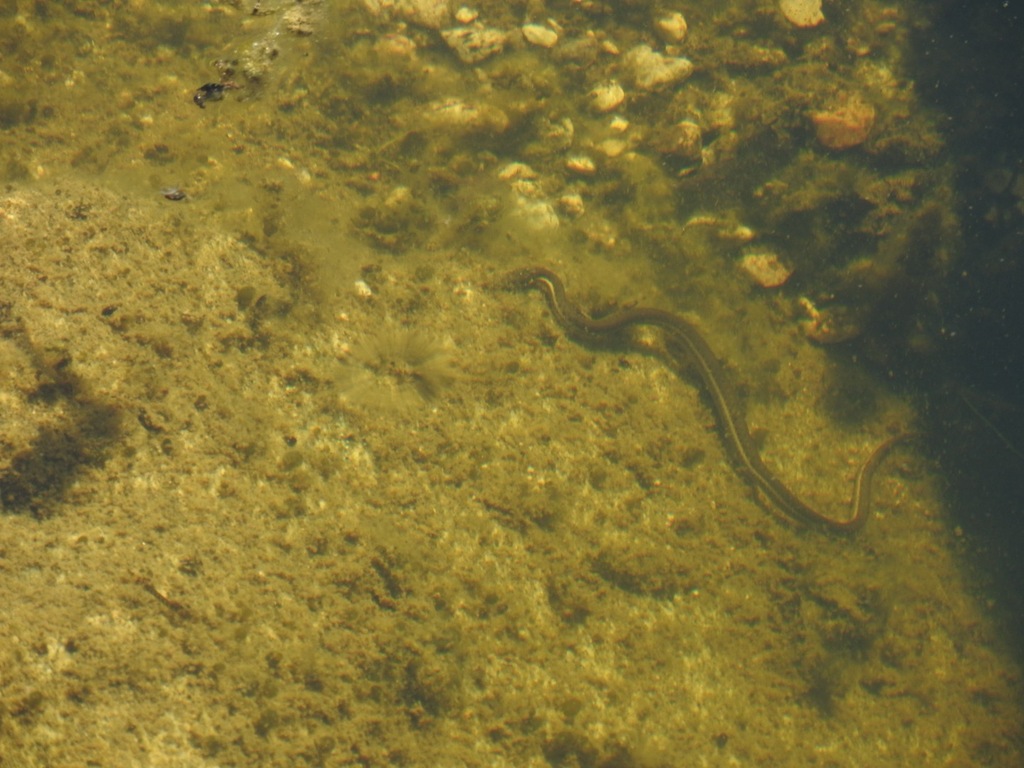 Two-striped Garter Snake in June 2022 by Chris DeGroof. Saw three but ...
