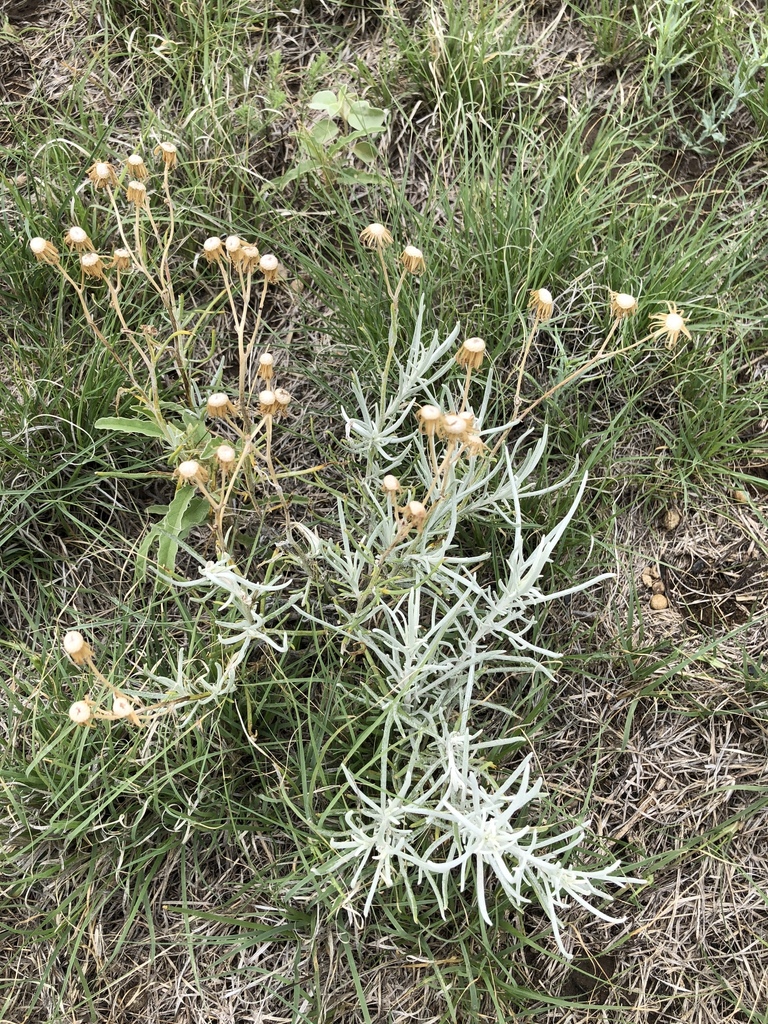 threadleaf groundsel from Lea County Regional Airport, Hobbs, NM, US on ...