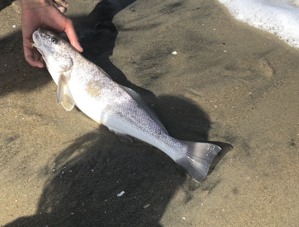 California Corbina from 2528 Ocean Front, Del Mar, CA, US on July 7 ...