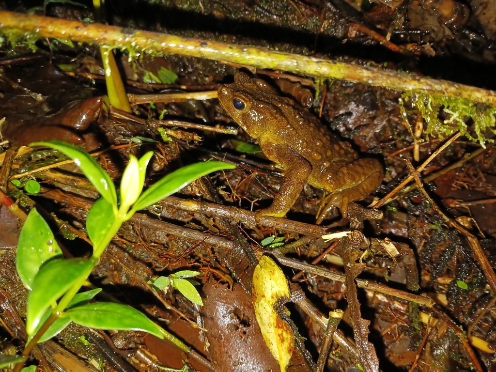 Beaked Toads from Rioja, PE-SM, PE on June 25, 2022 at 08:50 AM by ...