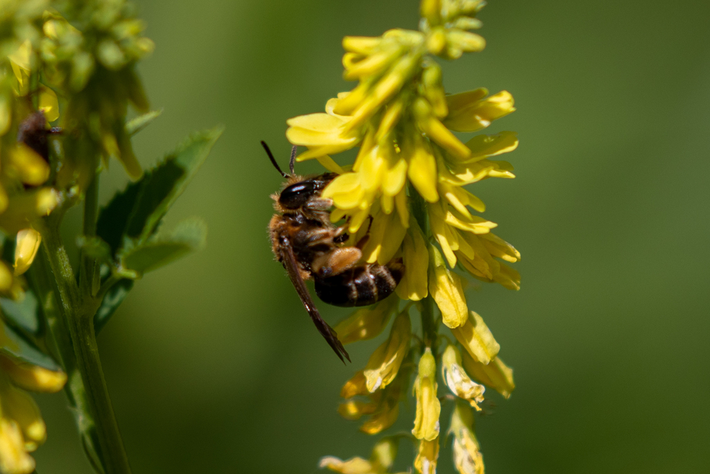 Wilke's Mining Bee from Carver County, MN, USA on June 26, 2022 at 12: ...
