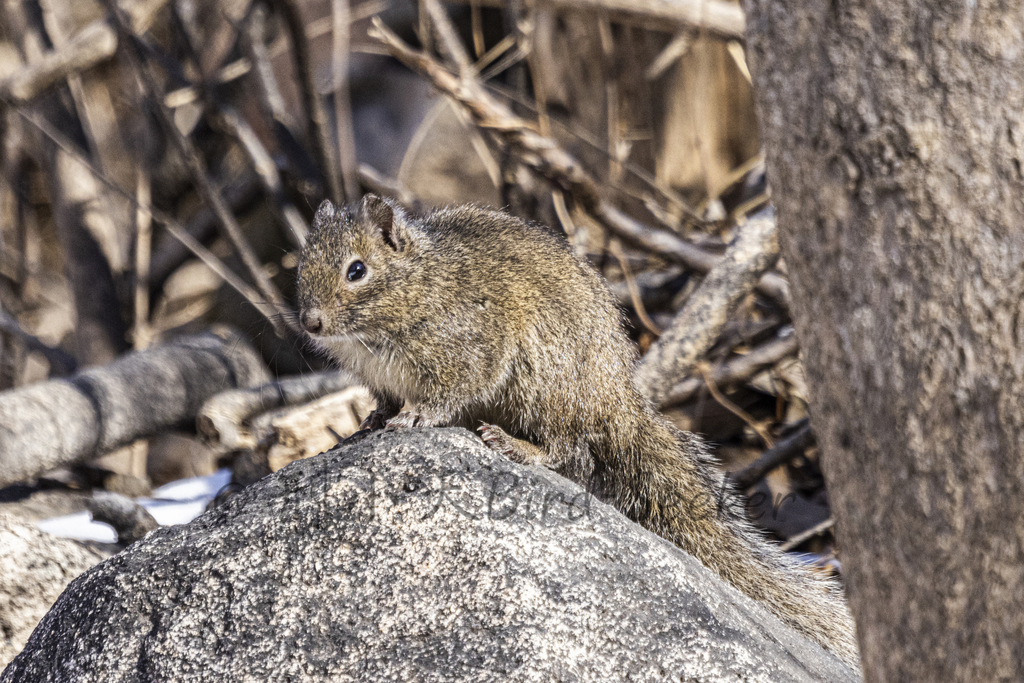Père David's Rock Squirrel from Shanhaiguan District, Qinhuangdao, Hebei, China on February 18 ...