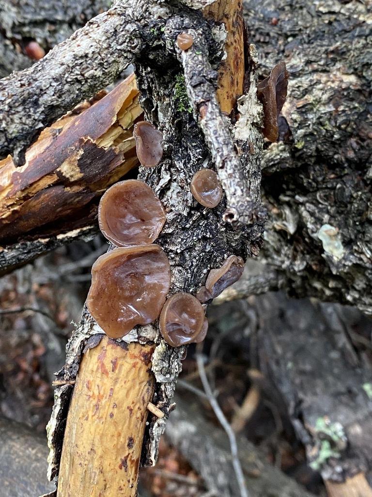Jelly Tree Ear from Apache-Sitgreaves National Forests, Greer, AZ, US ...