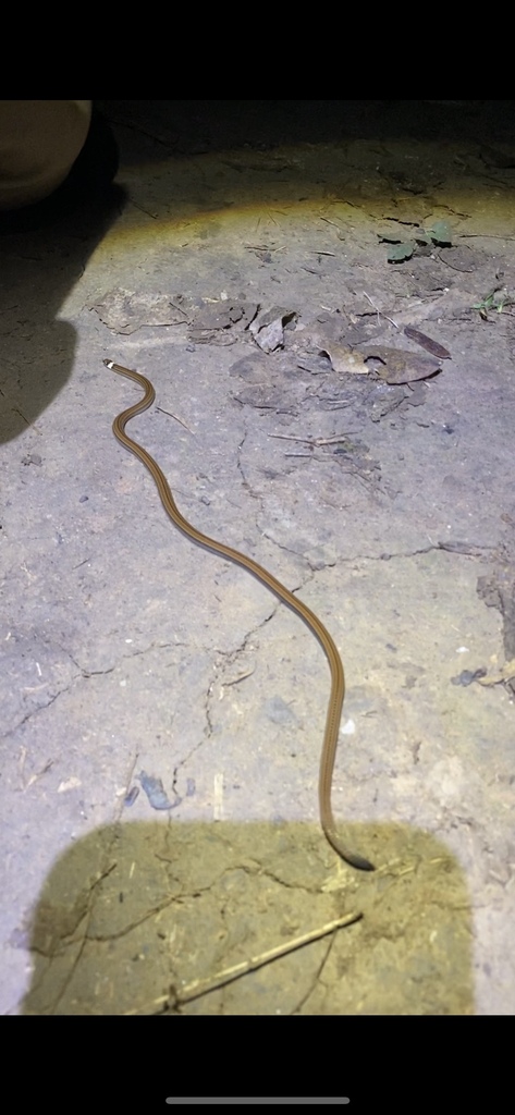 Peru Burrowing Snake in June 2022 by Hallie Cowan · iNaturalist