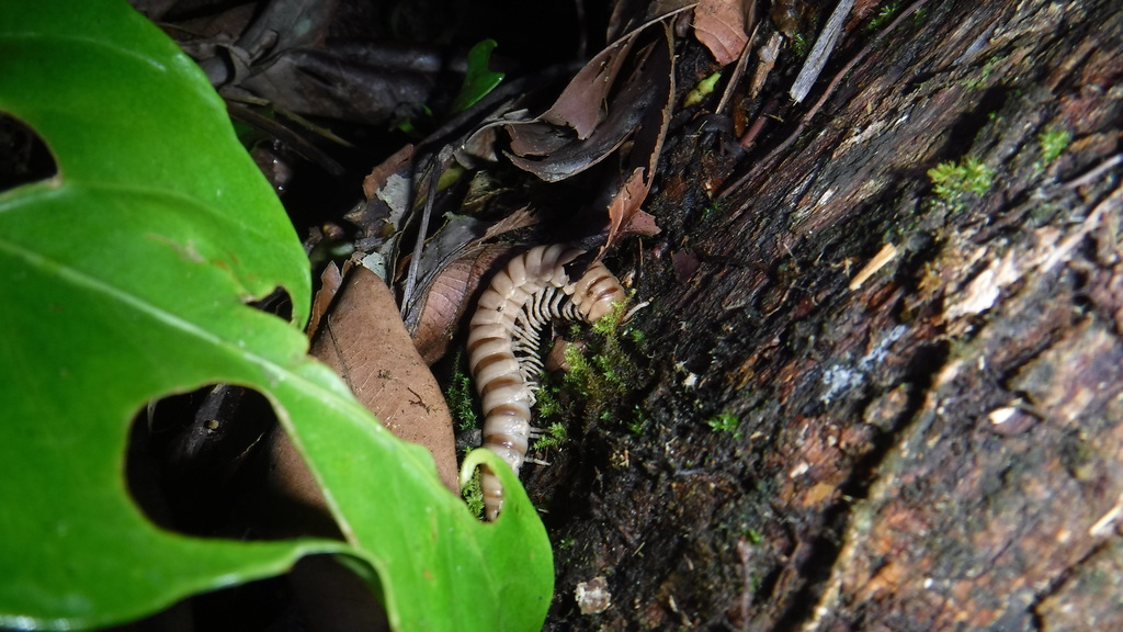 Python Millipede from Rio San Juan, Nicaragua on July 20, 2017 at 07:52 ...