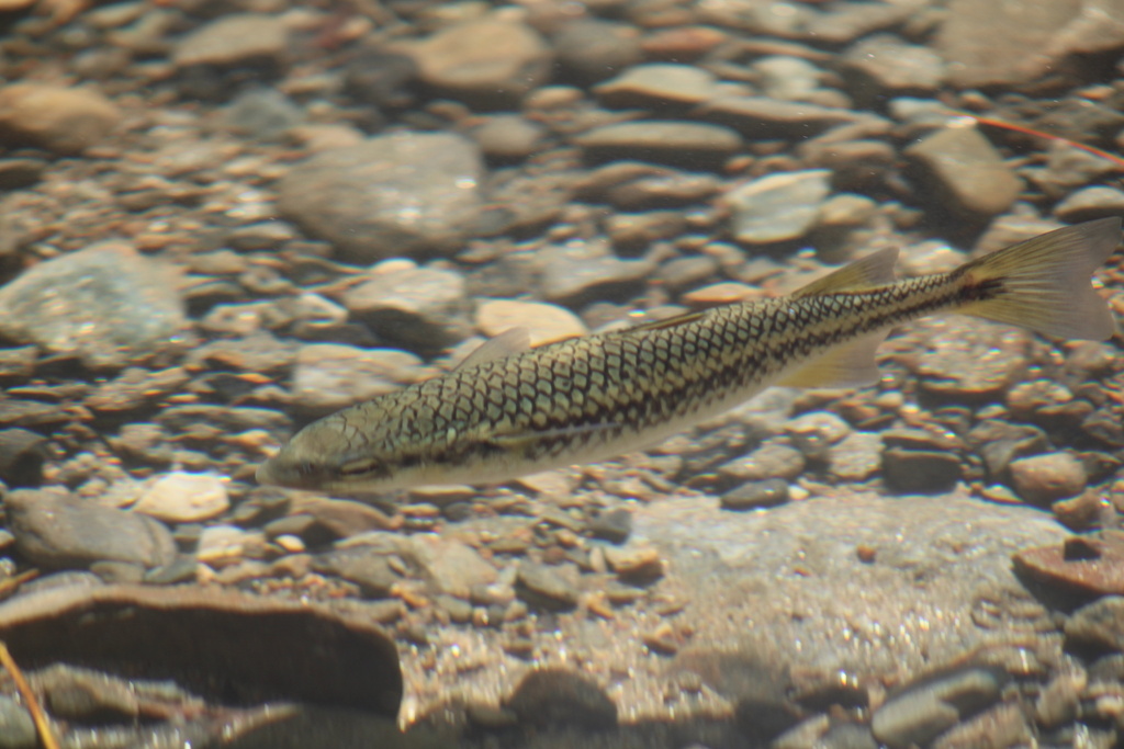 Mountain Mullet from El Yunque National Forest, Luquillo, Puerto Rico ...