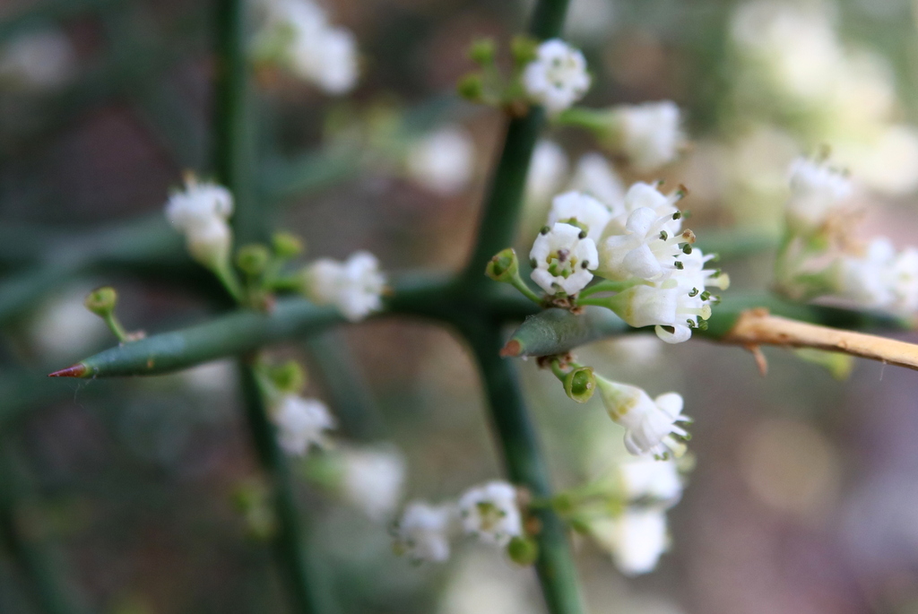 Colletia hystrix from Pirque, Región Metropolitana, Chile on May 06 ...