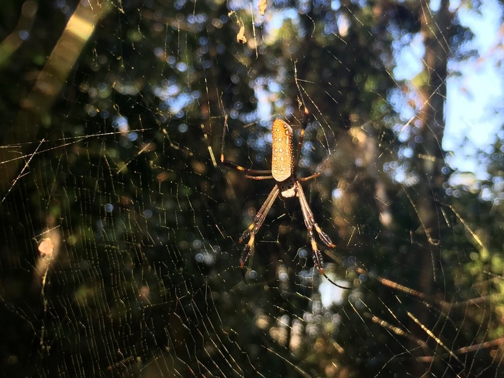 Golden Silk Spider from RN-15, Honduras on February 2, 2017 by Eric ...