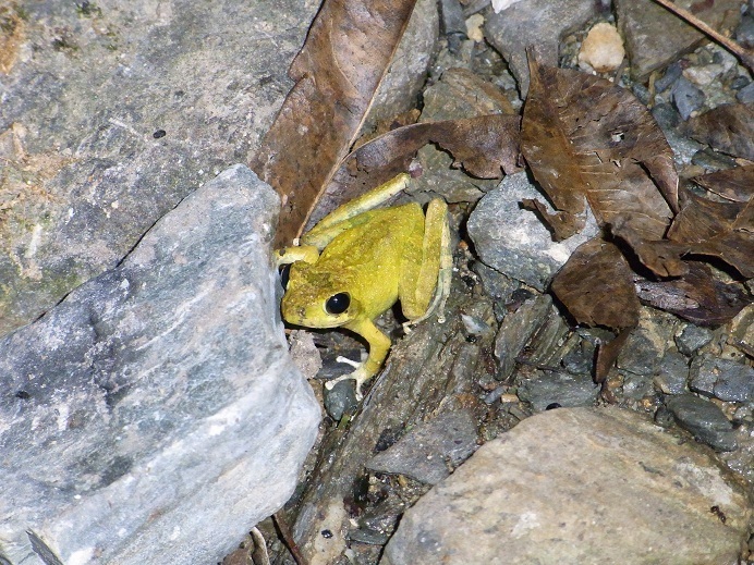 Ryukyu Kajika Frog in August 2011 by T. Yoshida · iNaturalist