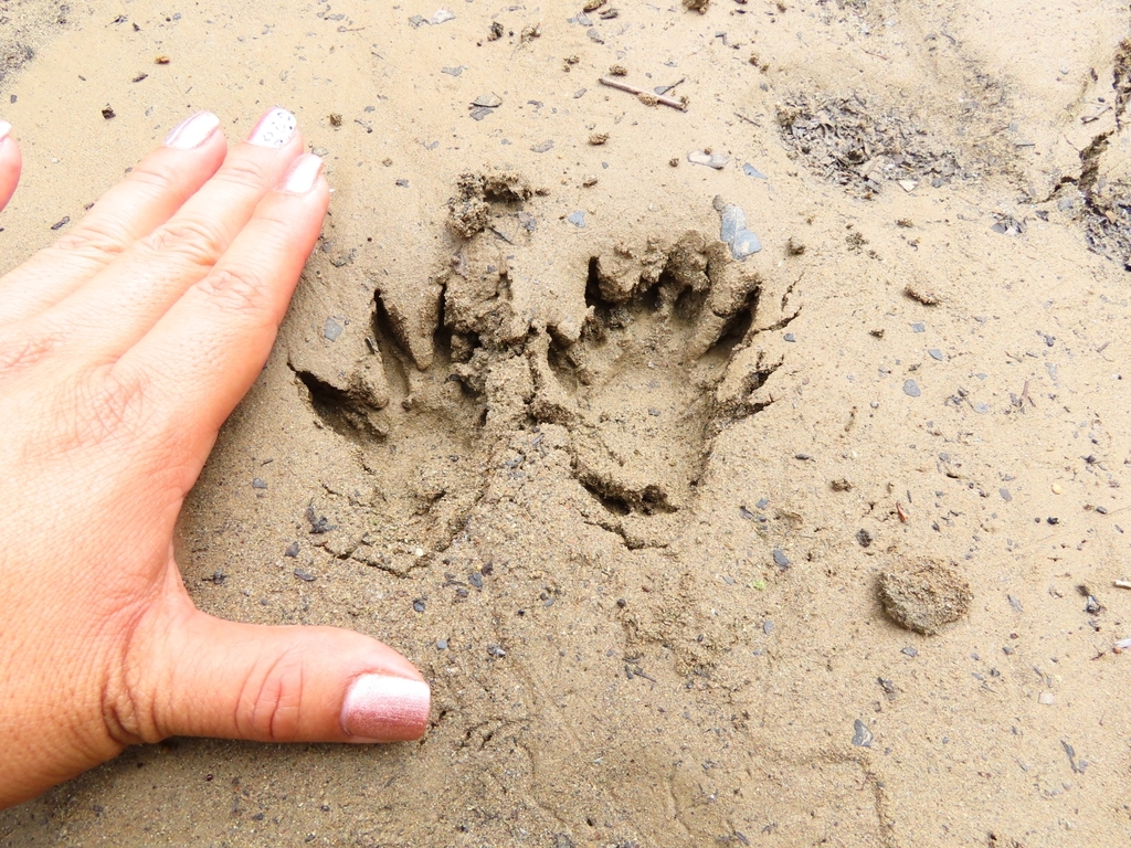 Mapache desde 73376 Pue., México el 25 de junio de 2022 a las 02:52 PM ...