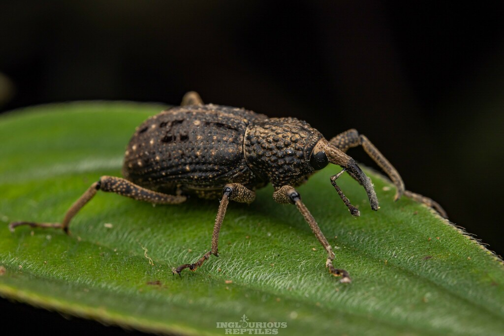 Sipalinus gigas in June 2022 by Artur Tomaszek · iNaturalist