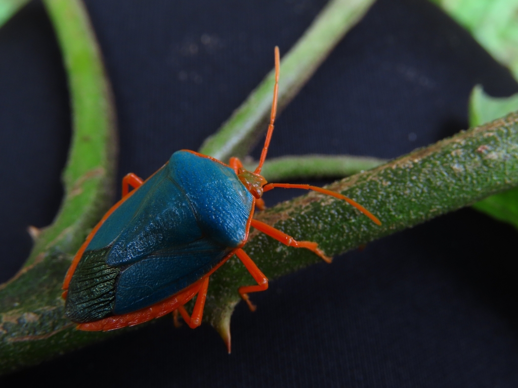 Red-bordered Stink Bug from 73376 Pue., México on June 25, 2022 at 03: ...