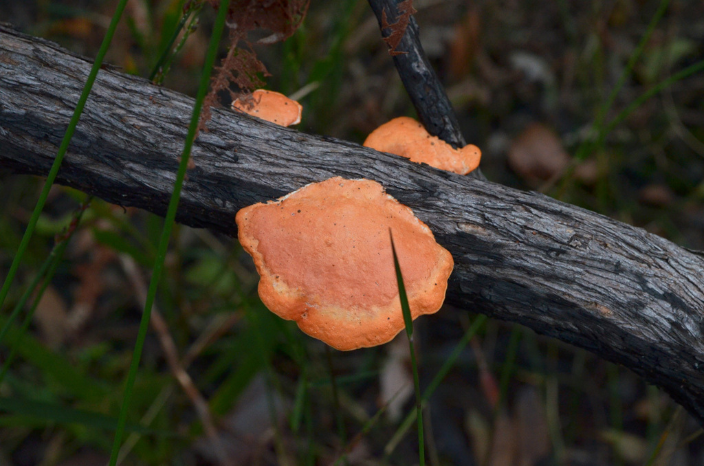 Southern Cinnabar Polypore from Sydney NSW, Australia on June 27, 2022 ...