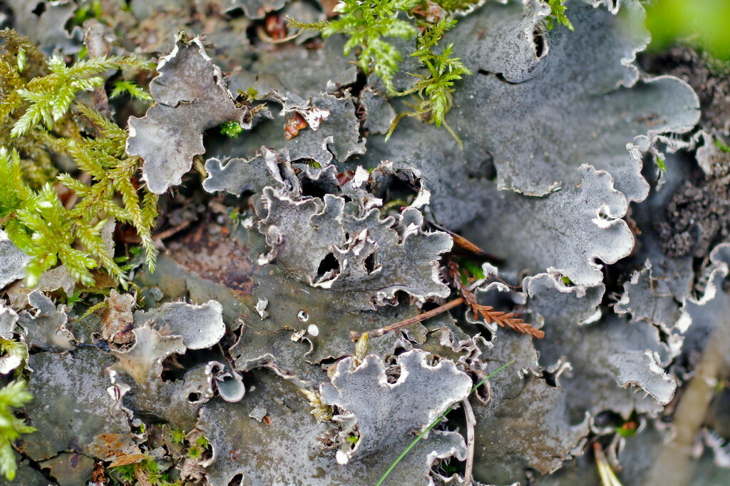 field dog lichen (Terricolous Lichens of the Ordino Valley) · iNaturalist