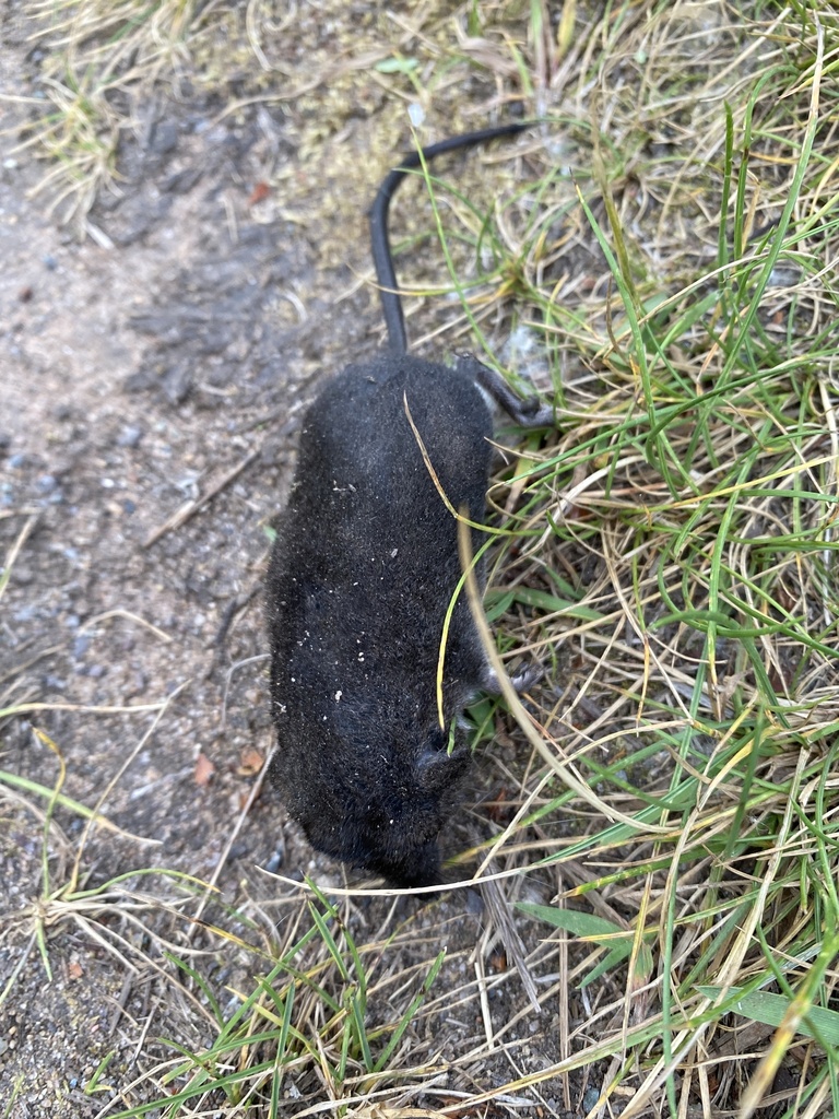 Northern Water Shrew from Houghton, MI, US on June 27, 2022 at 06:54 AM ...