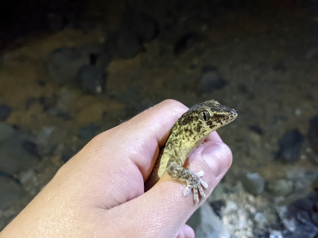 López-Jurado's Half-toed Gecko from Brava, CV on June 25, 2022 at 09:15 ...