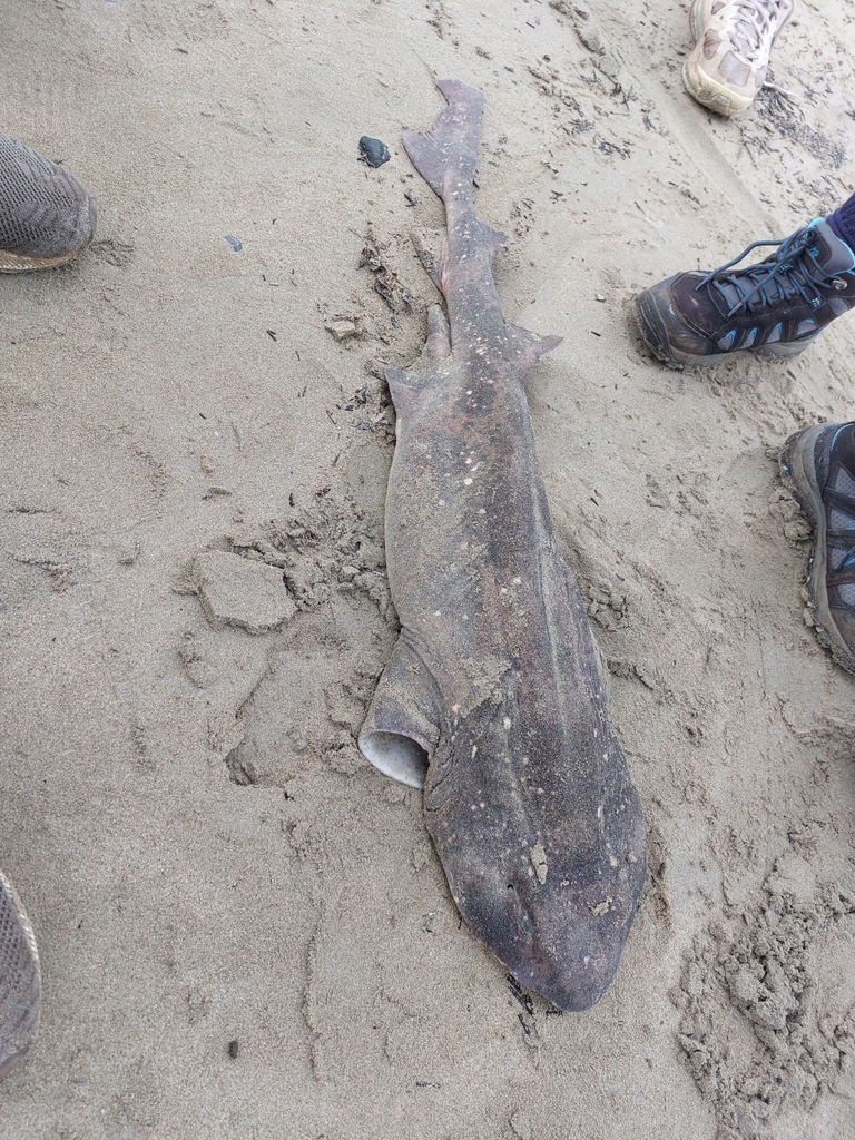 Draughtboard Shark from Australia on June 23, 2022 at 02:13 PM by Ned ...