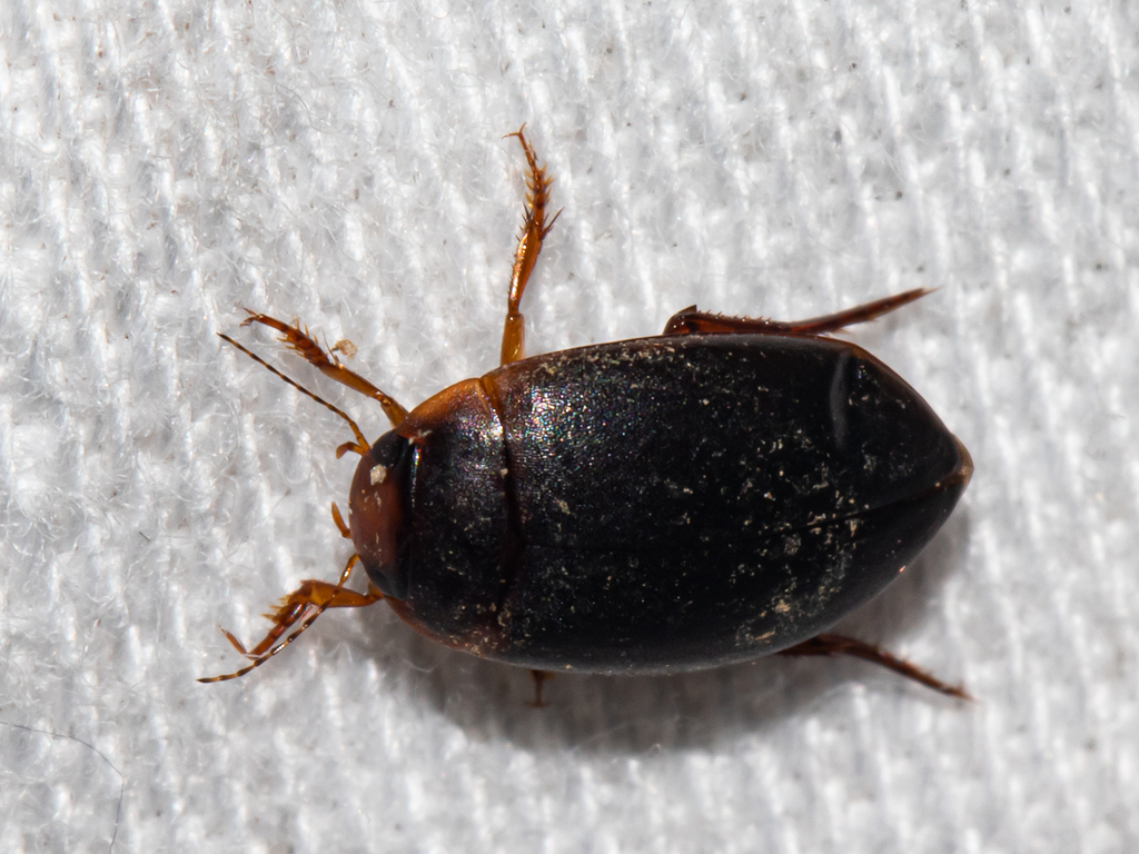 Agabetes acuductus from Anne Arundel County, MD, USA on June 25, 2022 ...