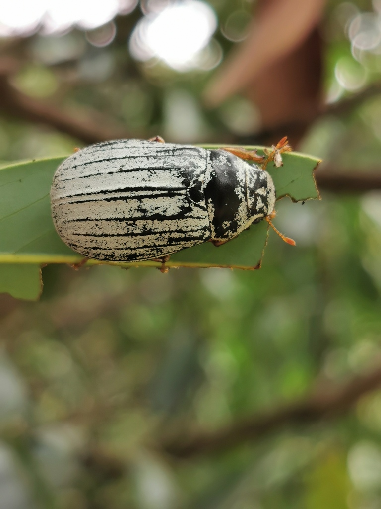 Cyphochilus crataceus from 252台灣新北市三芝區大屯山車道 on June 21, 2022 at 03:34 ...