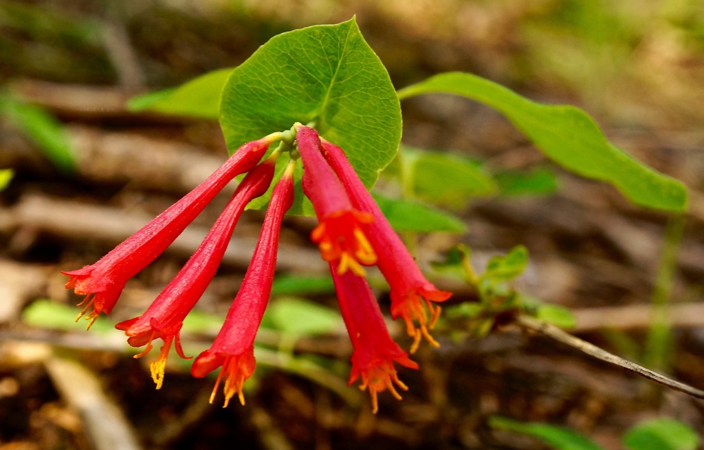 Arizona honeysuckle (Lonicera arizonica) - Botanical Realm