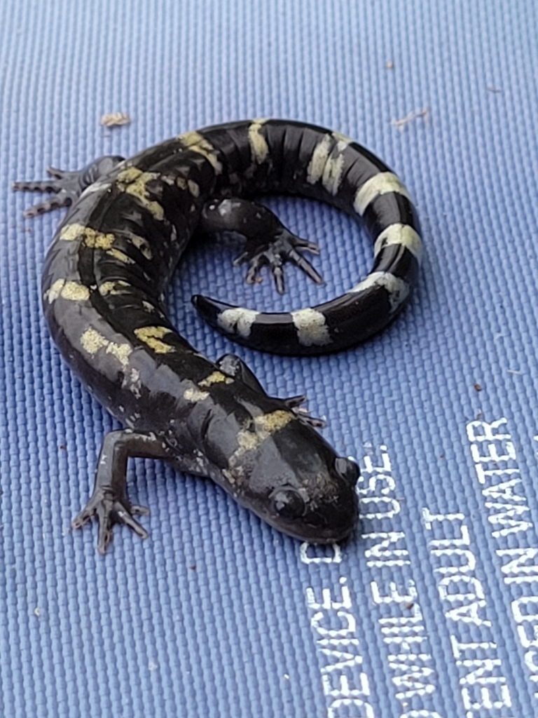 Ringed Salamander on June 27, 2022 at 06:58 AM by Robin Buff · iNaturalist