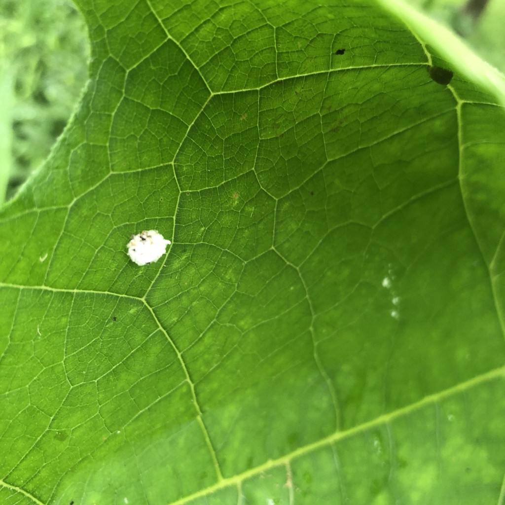 Life from Water View, VA, US on June 27, 2022 at 03:02 PM by Toya ...