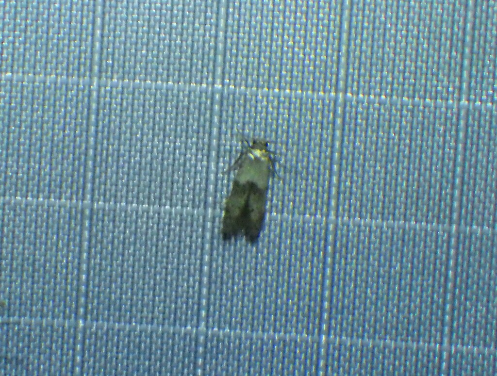 Pigritia from Ferrelltown Nature Preserve, Huntersville, NC, US on June ...