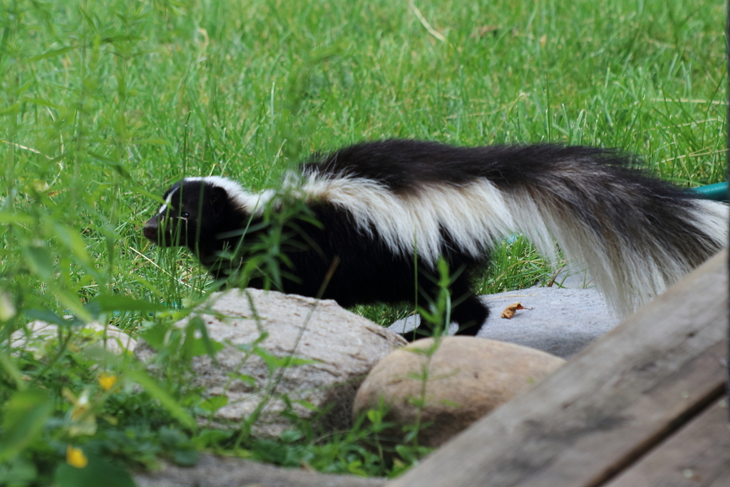 Striped Skunk from Courtice, ON, Canada on June 27, 2022 at 05:30 PM by ...