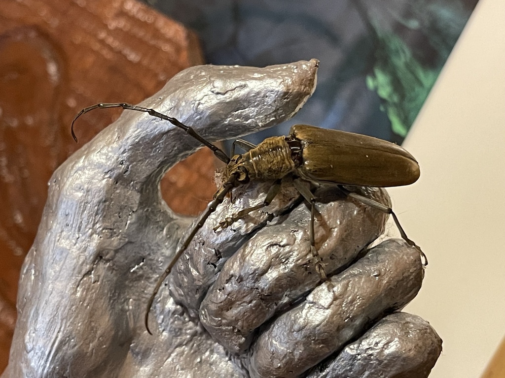 Neocerambyx raddei from 宮之浦, 熊毛郡屋久島町, 鹿児島県, JP on June 28, 2022 at 06: ...