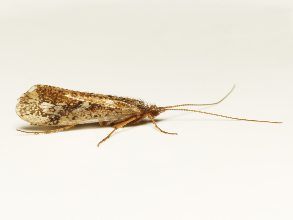 Limnephilus nogus from Yarmouth Gardens, Toronto, Ontario on June 27 ...