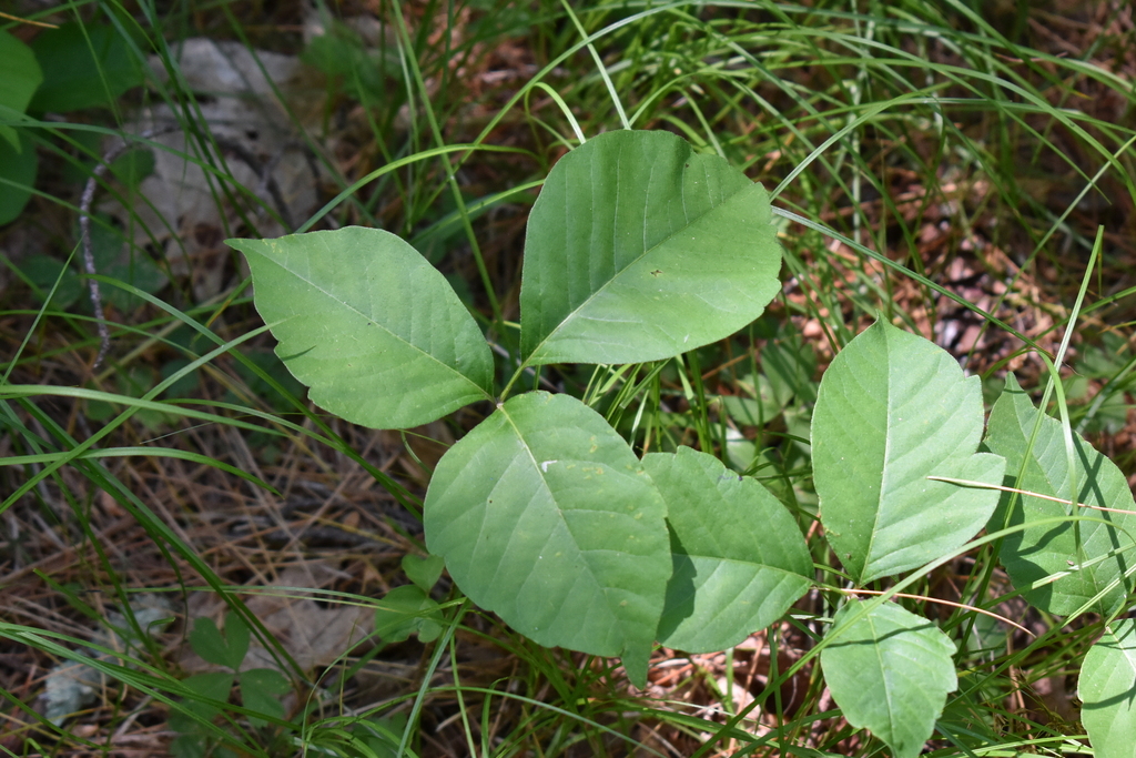 western poison ivy from Sawyer County, WI, USA on June 27, 2022 at 04: ...