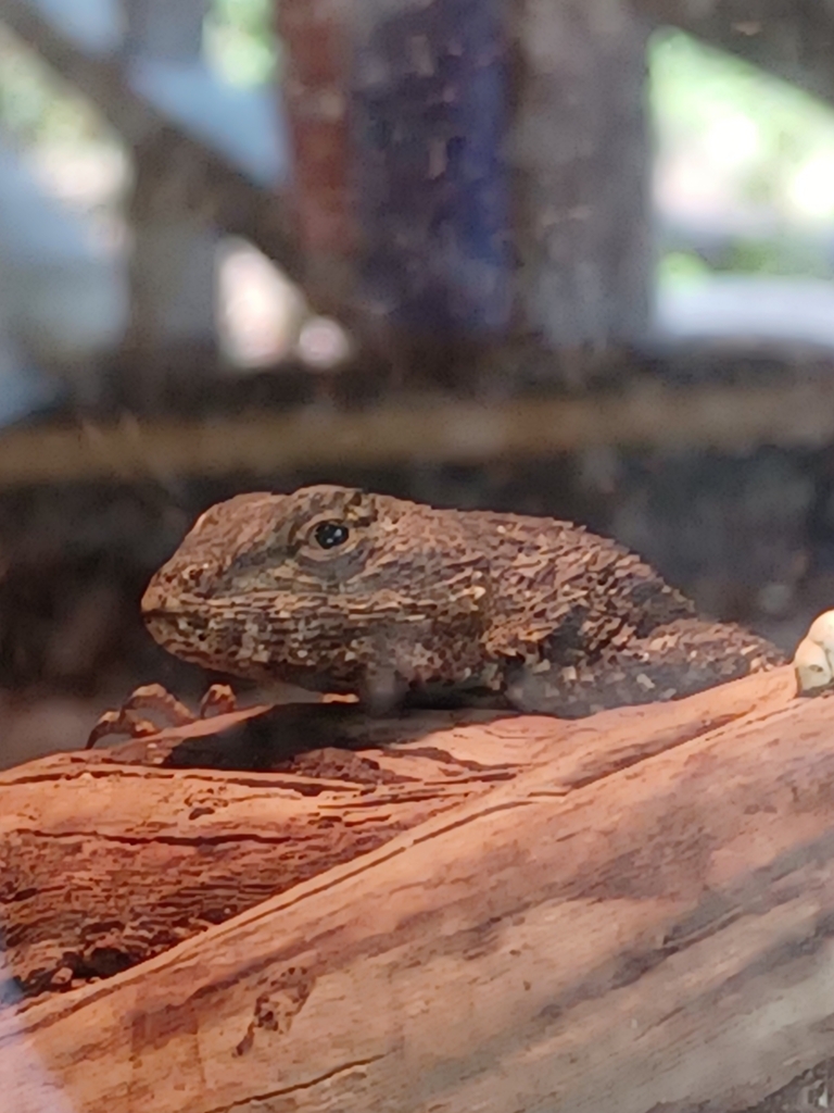Eastern Fence Lizard from Sarepta, MS 38864, USA on June 22, 2022 at 02 ...