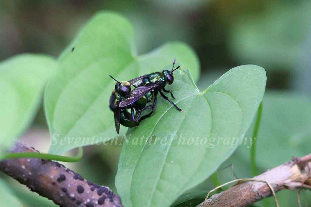 Microdon bellus from 中国江苏省镇江市句容市 on June 25, 2022 at 11:36 AM by Shi Qi ...