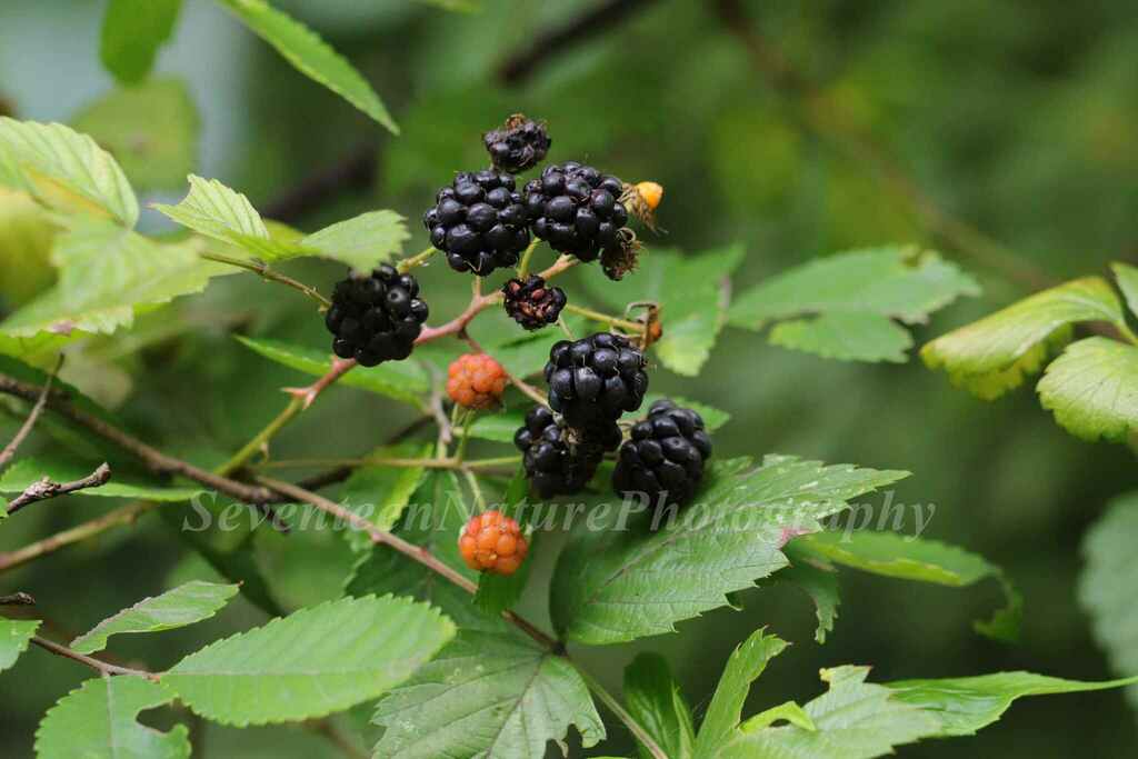 Korean Bramble from 中国江苏省镇江市句容市 on June 25, 2022 at 11:54 AM by Kaniska · iNaturalist