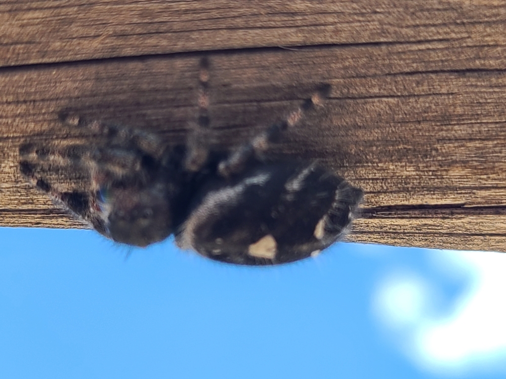 Bold Jumping Spider from Daniel, UT 84032, USA on June 27, 2022 at 05: ...