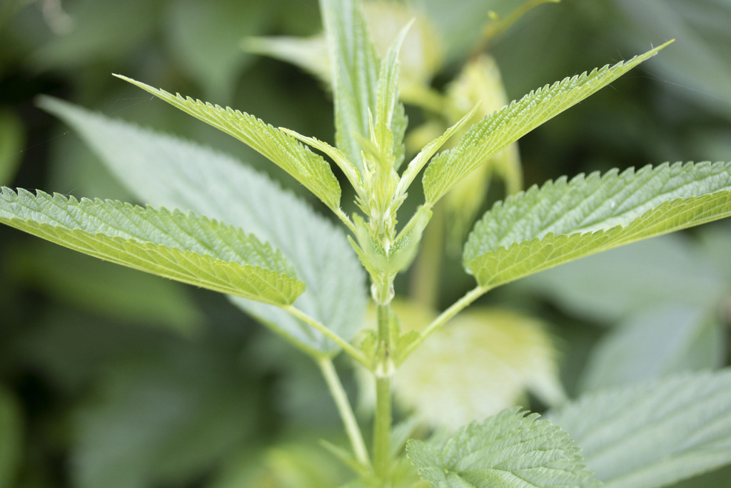 great stinging nettle from Kalamazoo County, MI, USA on June 12, 2022 ...