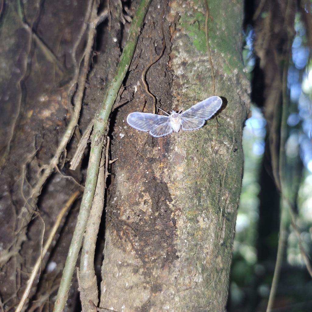 Mysidiina from Putumayo, EC-SU, EC on June 27, 2022 at 11:45 AM by Lisbeth Narvaez · iNaturalist