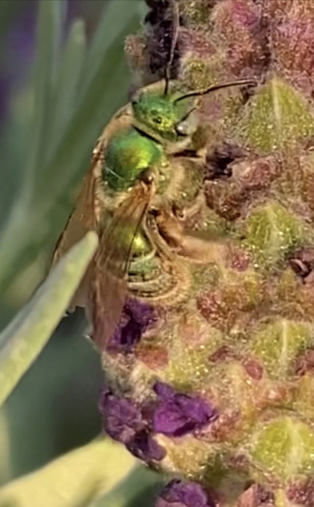 Agapostemon from Earl Ave NW, Seattle, WA, US on June 27, 2022 at 07:42 ...