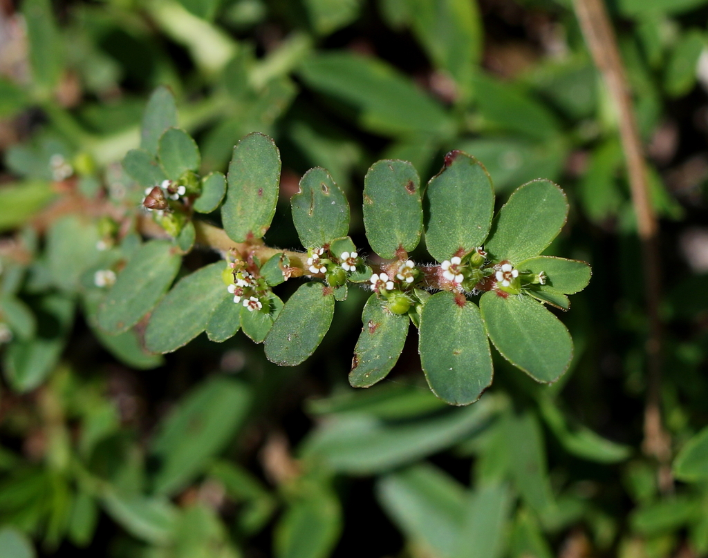Mendez's Sandmat in June 2022 by Jay L. Keller · iNaturalist
