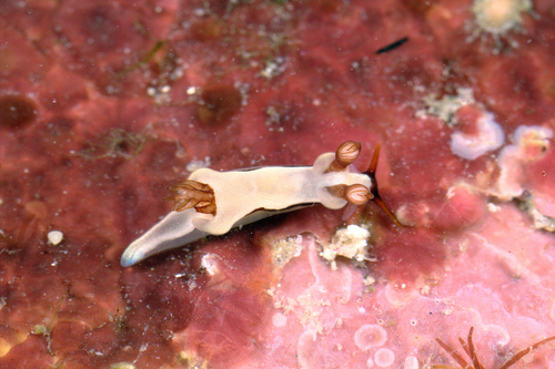 Trapania undulata · iNaturalist