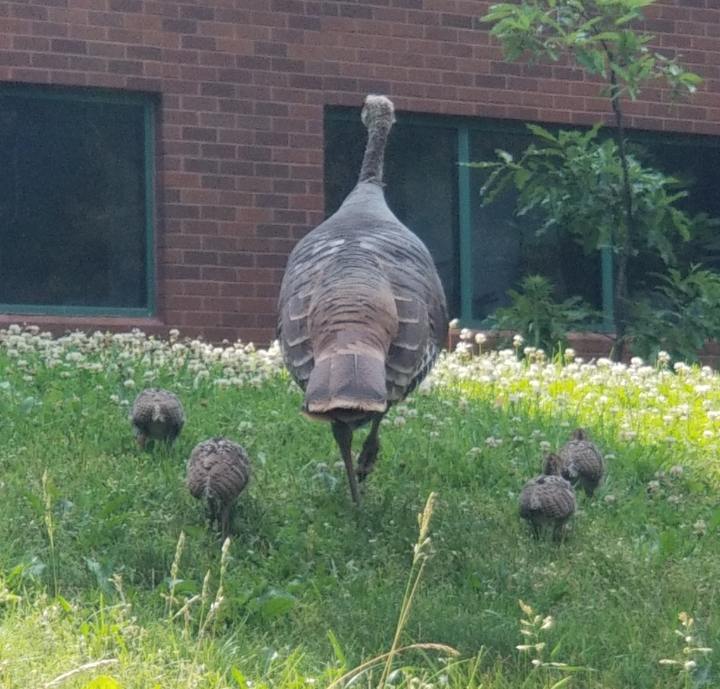 Wild Turkey from St Paul, MN 55101, USA on June 27, 2022 at 04:16 PM by ...