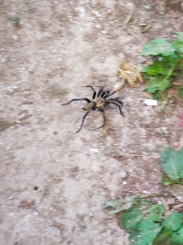 Linothele mubii · iNaturalist