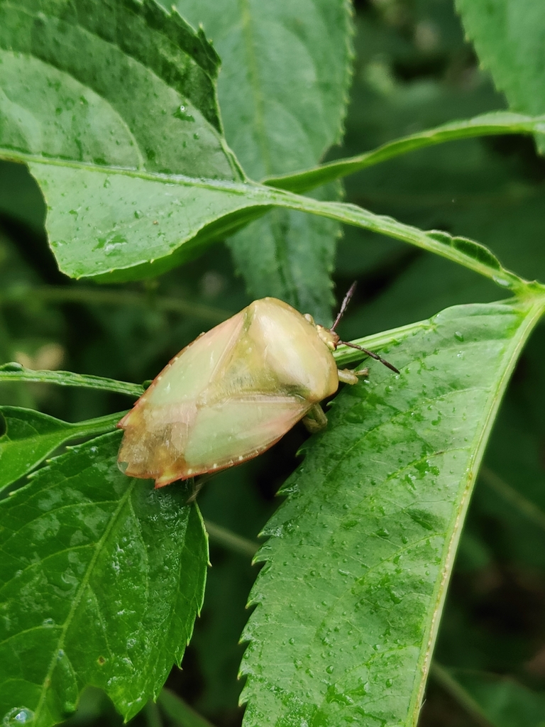 Lychee Stink Bug from Yangmingshan, TW-TP-TC, TW-TP, TW on June 28 ...