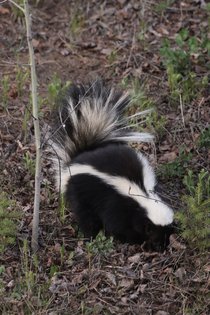 Striped Skunk from Riding Mountain National Park, Division #17 ...