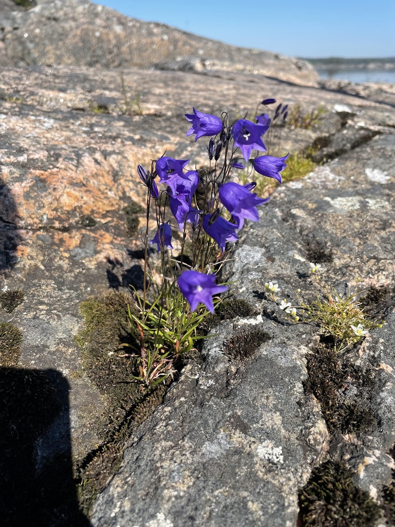 Common Harebell from Ладожские шхеры, Республика Карелия, RU on June 26 ...