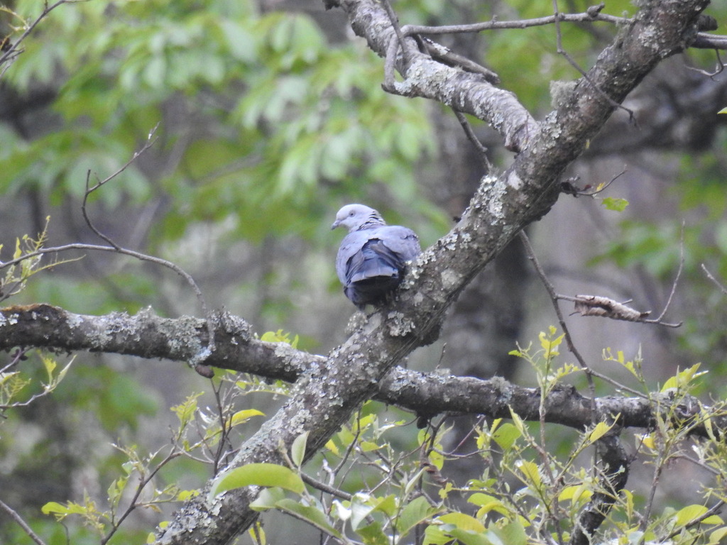 Ashy Wood-Pigeon from Martadi, Badimalika 10600, Nepal on May 15, 2016 ...