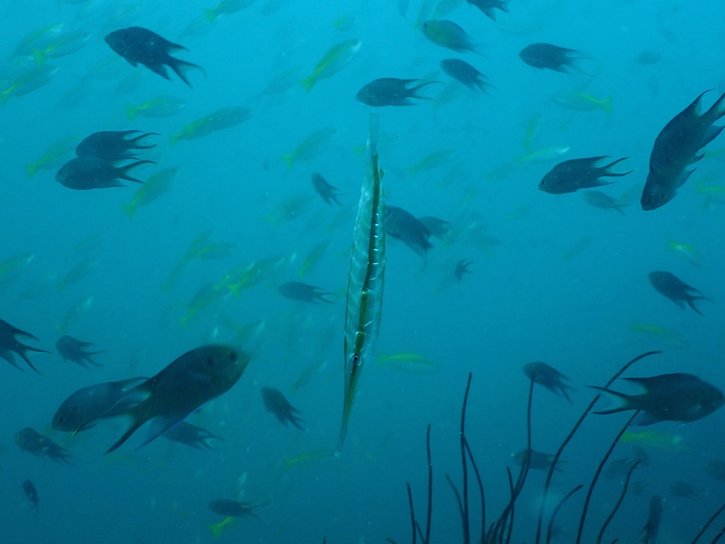 Jointed Razorfish from Hin Alhambra, ประเทศไทย on November 21, 2020 at ...