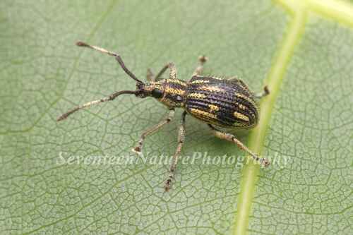 Myllocerinus aurolineatus · iNaturalist