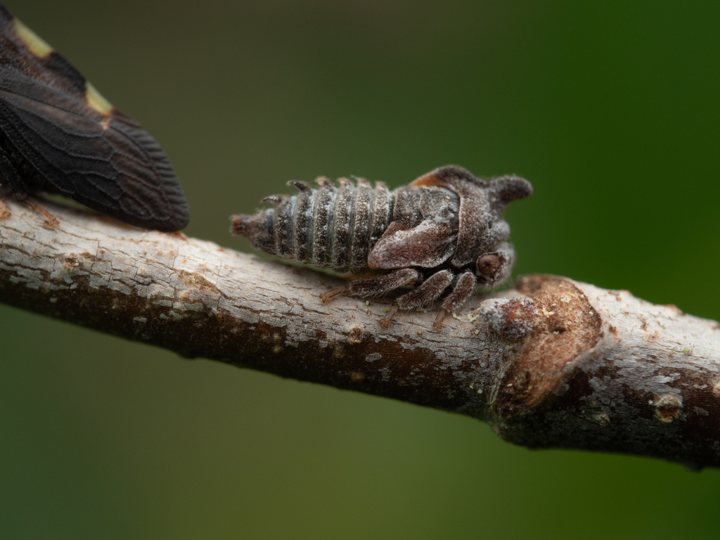 Two-marked Treehopper from Waukesha County, WI, USA on June 25, 2022 at ...